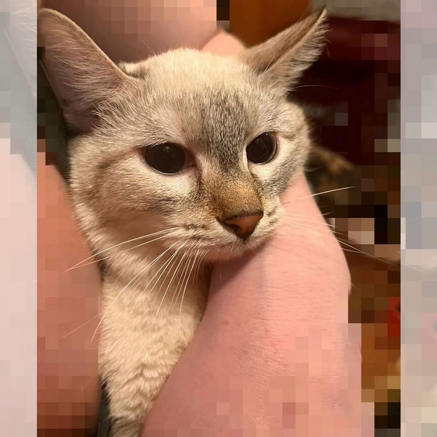 Кошка