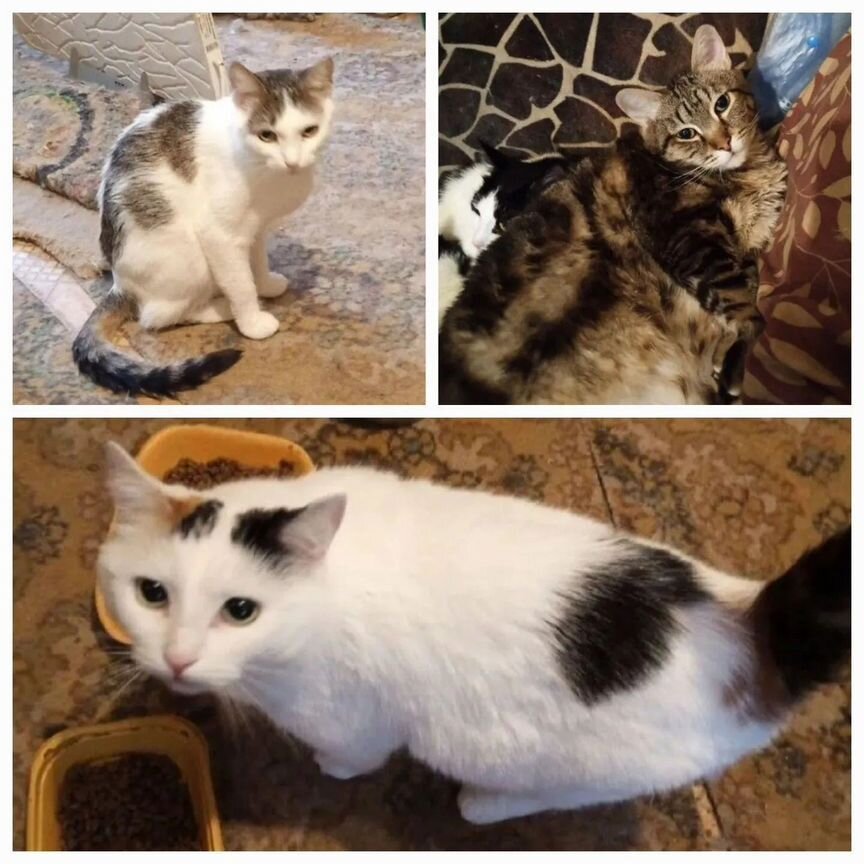 Кошечки в добрые руки бесплатно