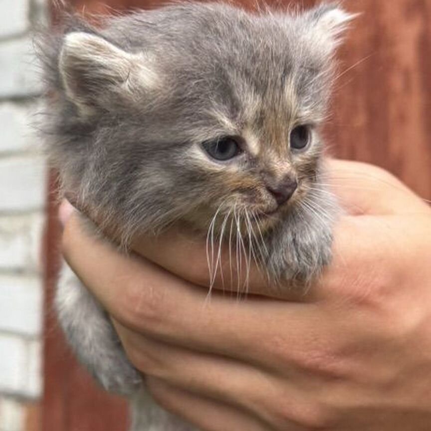 Котята в добрые руки бесплатно