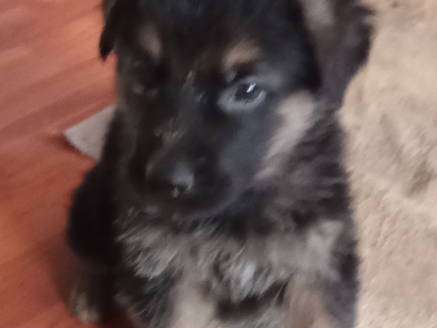 Верные друзья