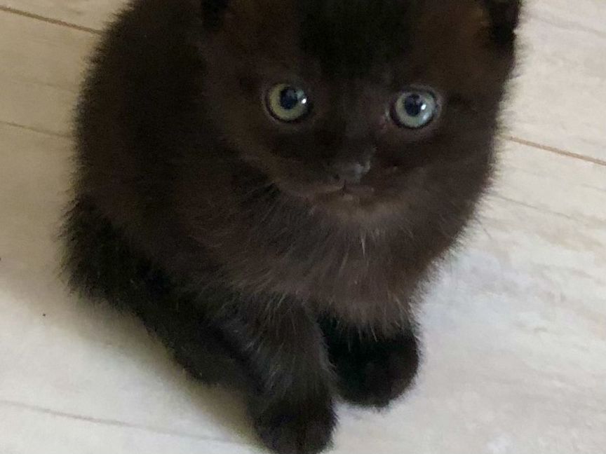 Котята шотландские вислоухие