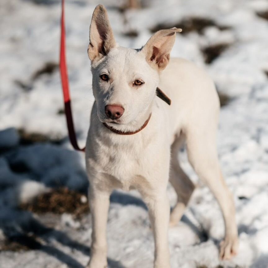 Красавчик Бланко