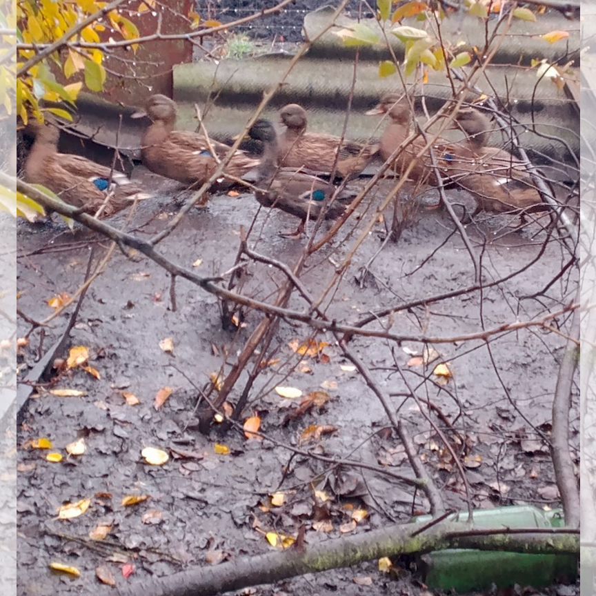 Подсадные утки для охоты