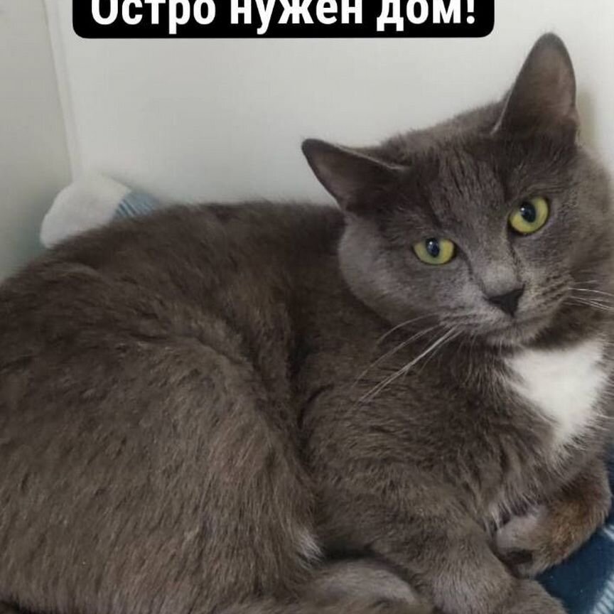 Котенок Вареник