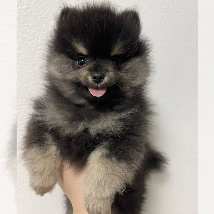 Померанский шпиц, щенок