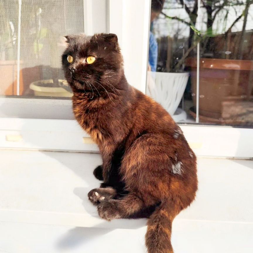Кошечка