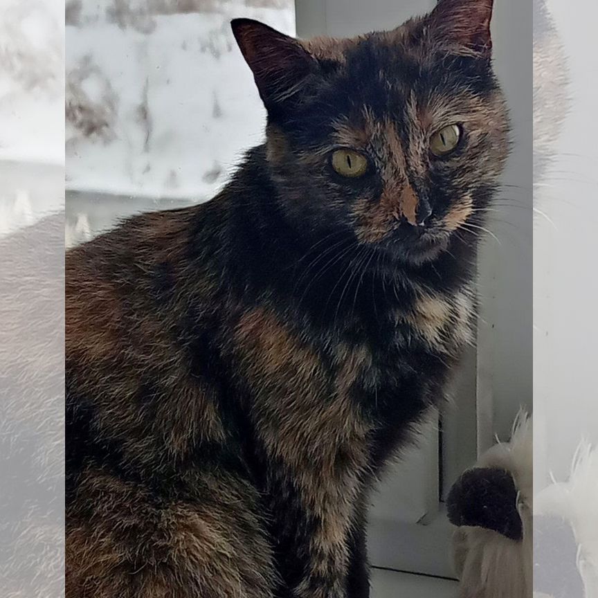 Взрослая, кошка в добрые руки