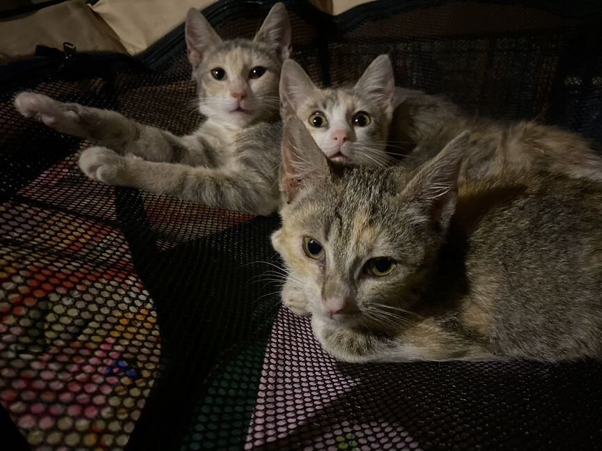 Кошки в добрые руки даром