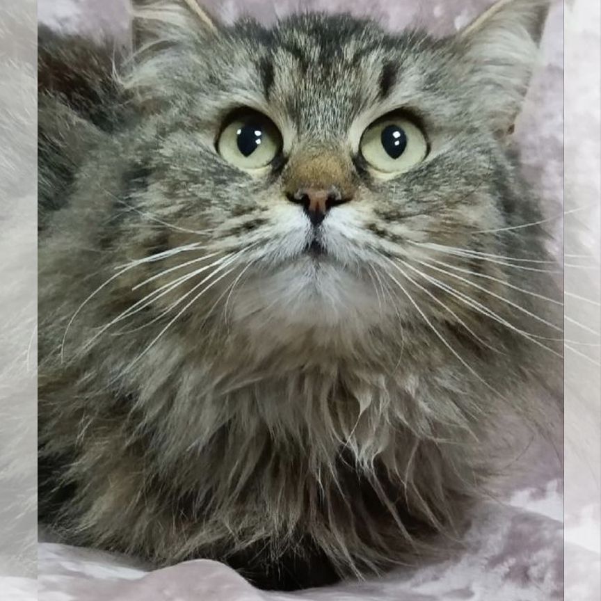 Взрослая, кошка в добрые руки