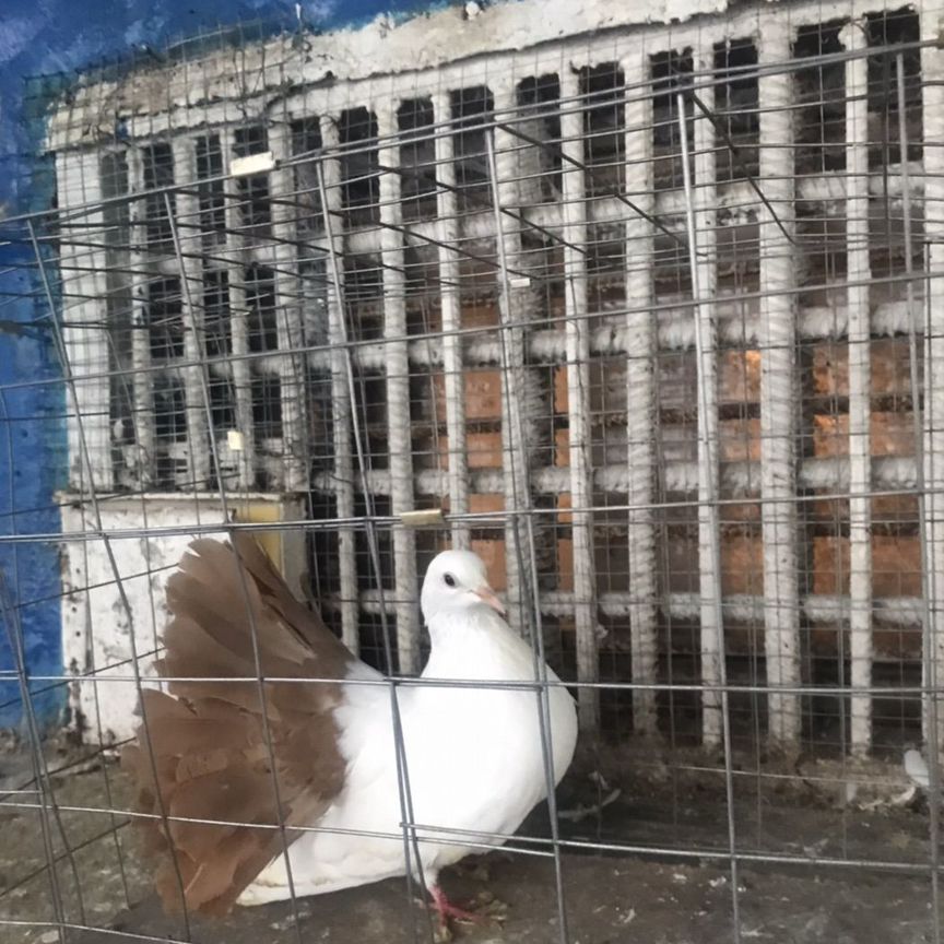 Голуби павлины