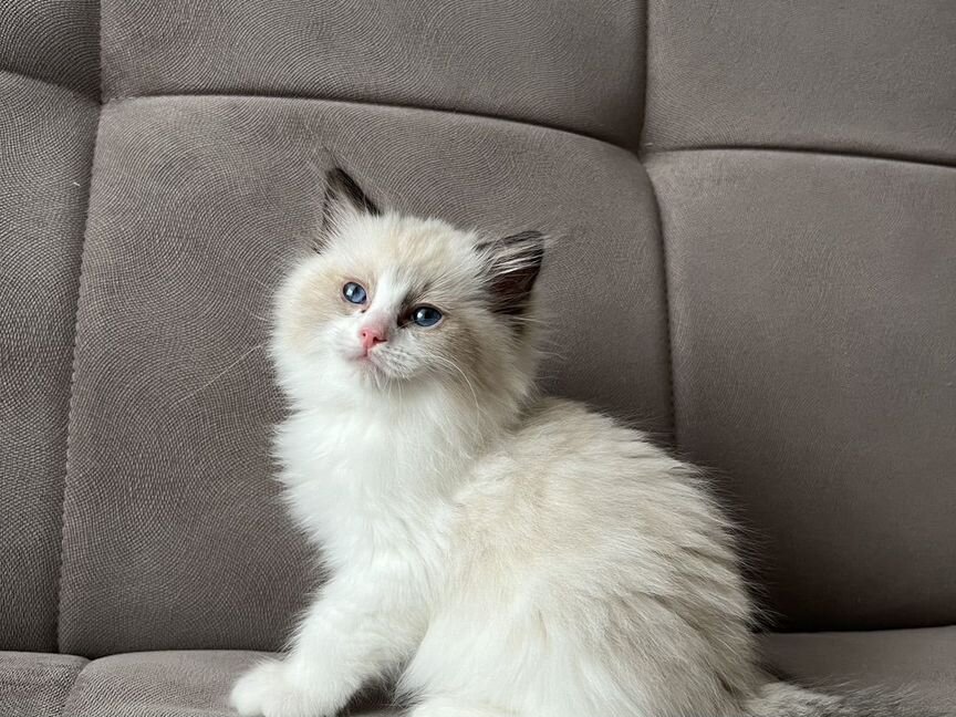 Котята Рэгдолл Ragdoll