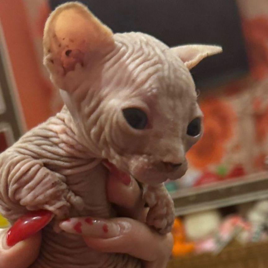 Бамбино котёнок