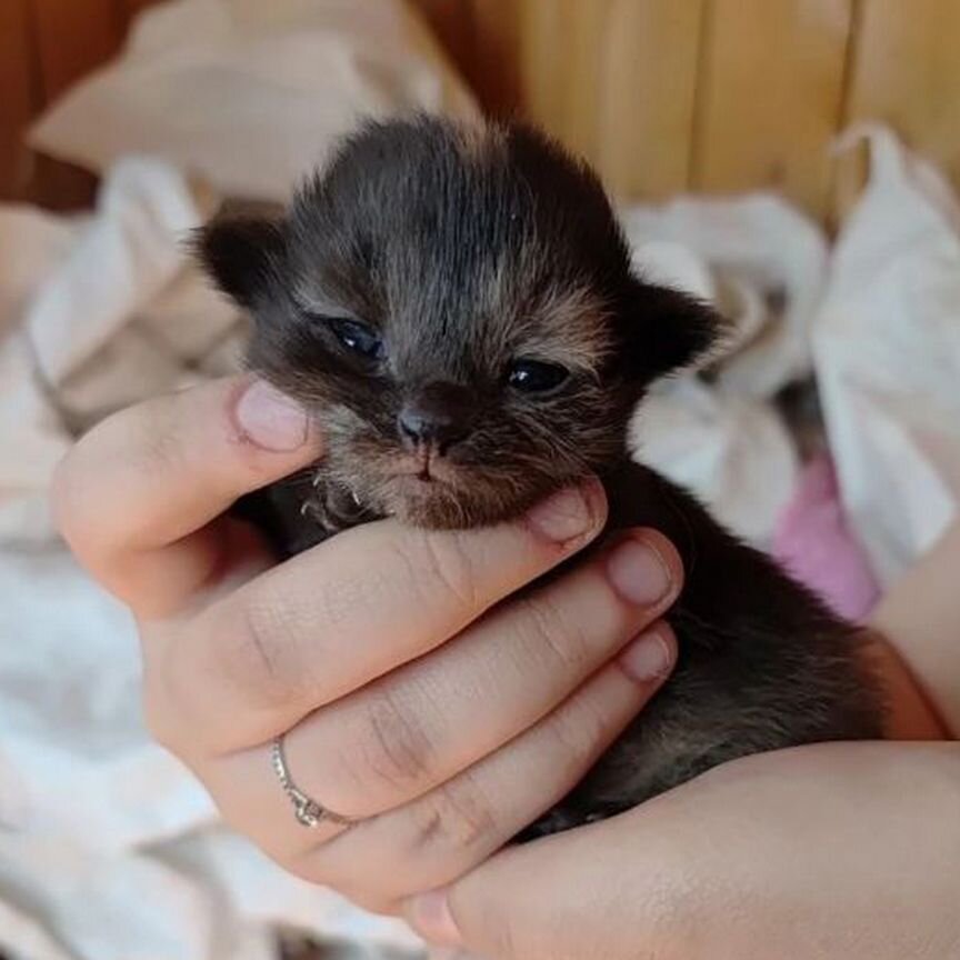 Котёнок в добрые руки