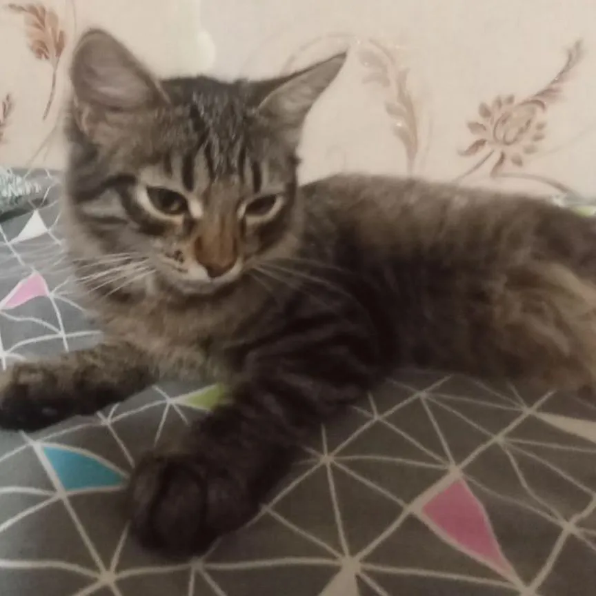 Кошки