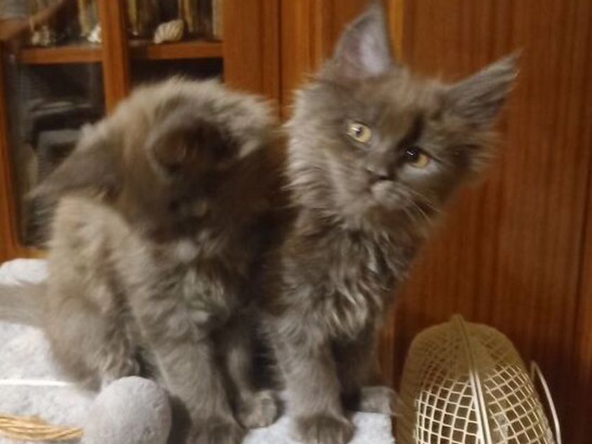 Котята мейнкуна