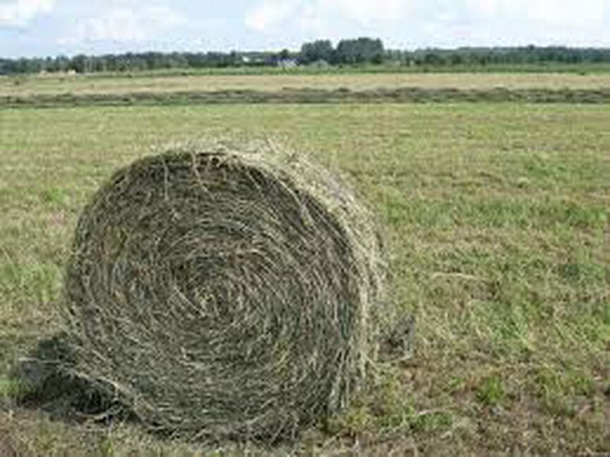 Сено в рулонах