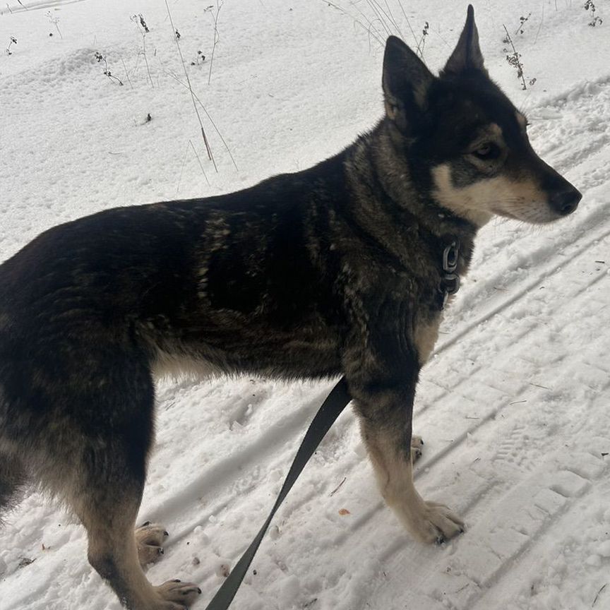 Ласковая собачка ищет дом