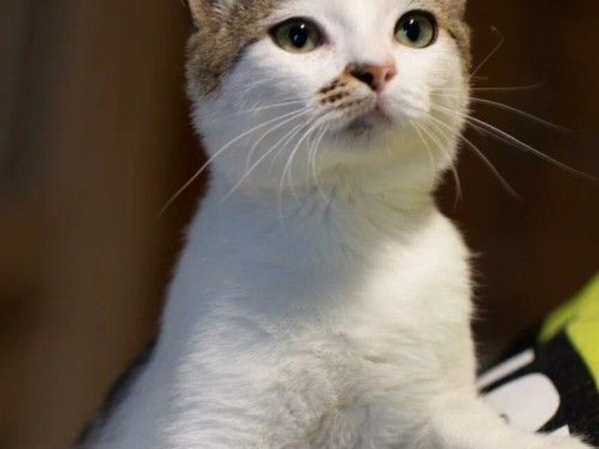 Сальвадор- милейший котенок Лесного приюта