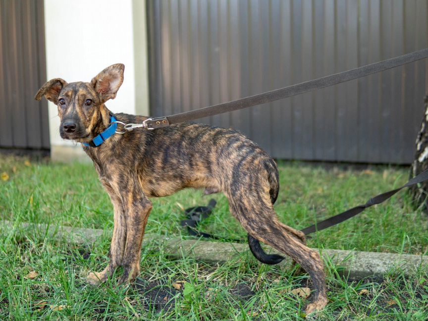 Подросток Юджин в добрые руки