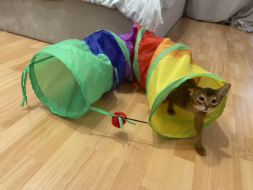 Тоннель и игрушки для кошки