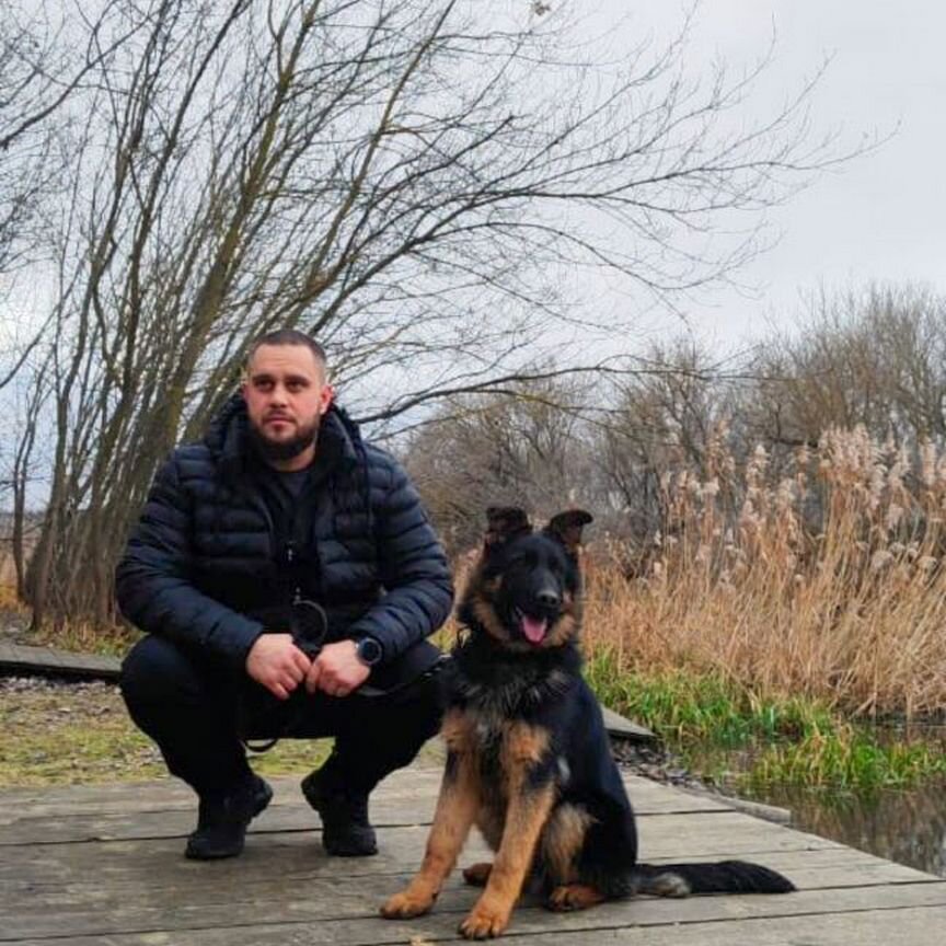 Щенок немецкой овчарки