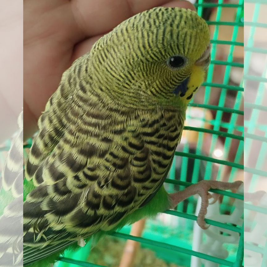 Птенцы волнистый попугай