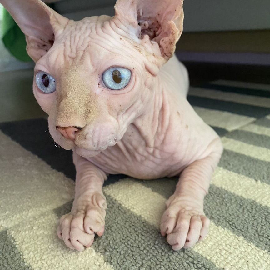 Канадский сфинкс котенок