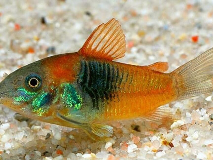 Коридорасы