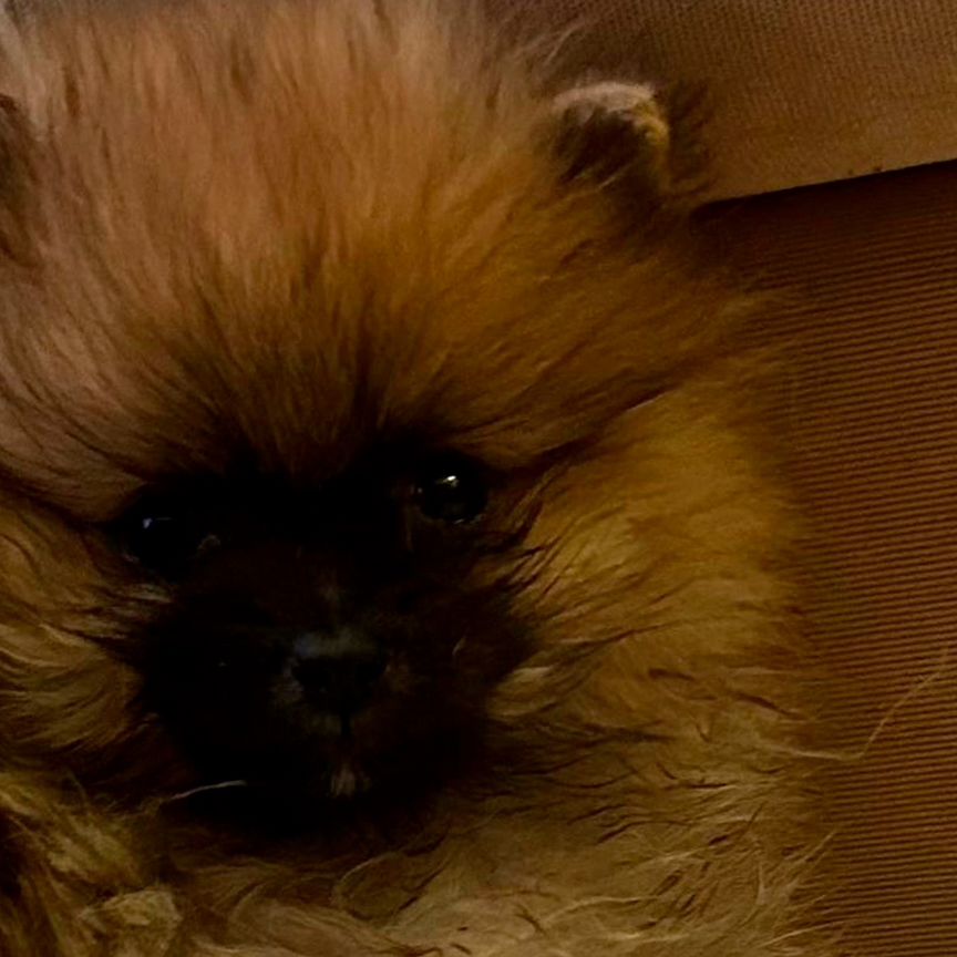 Померанский шпиц щенок мальчик