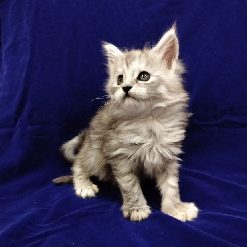 Мейн-кун котёнок