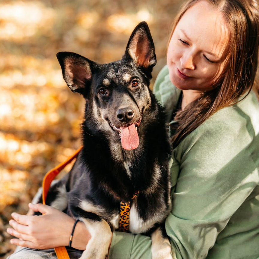 Собака в добрые руки