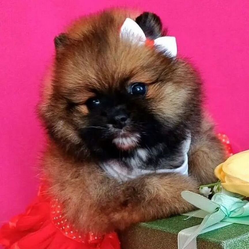 Померанский шпиц, щенок