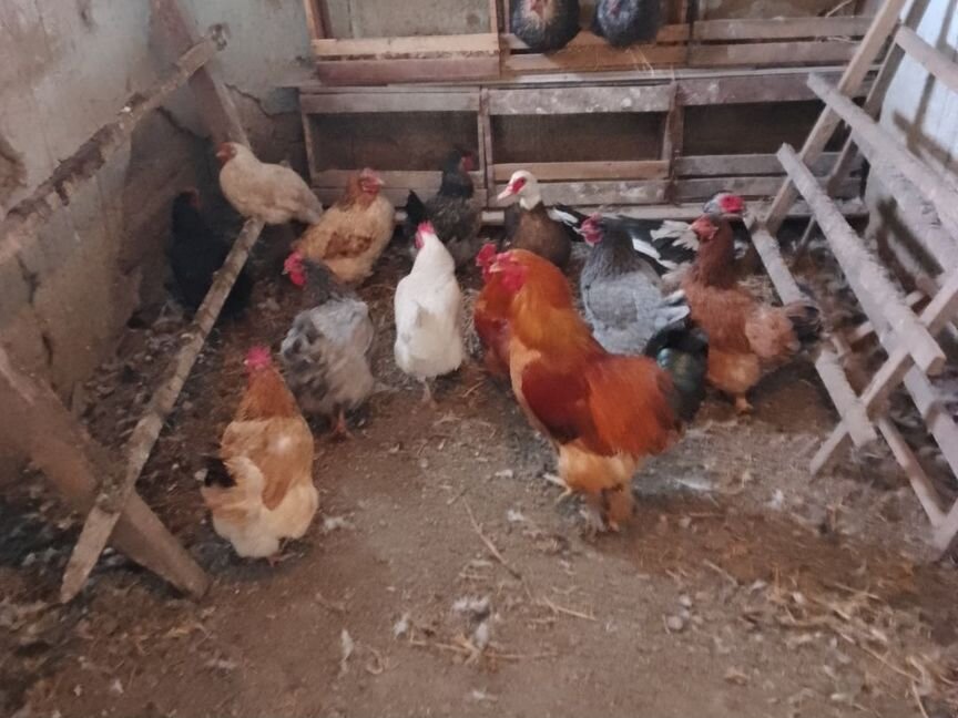 Куры,петух шептуны