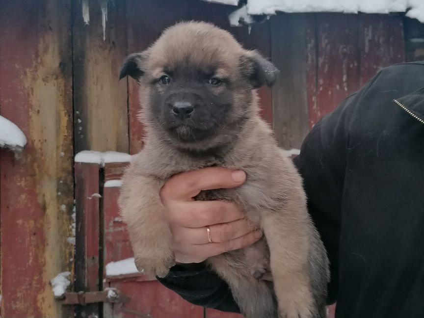 Щенята в добрые руки, возраст 1 месяц
