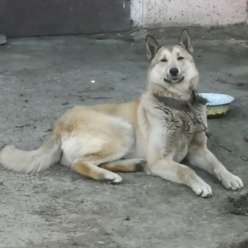 Лайка, взрослый пёс