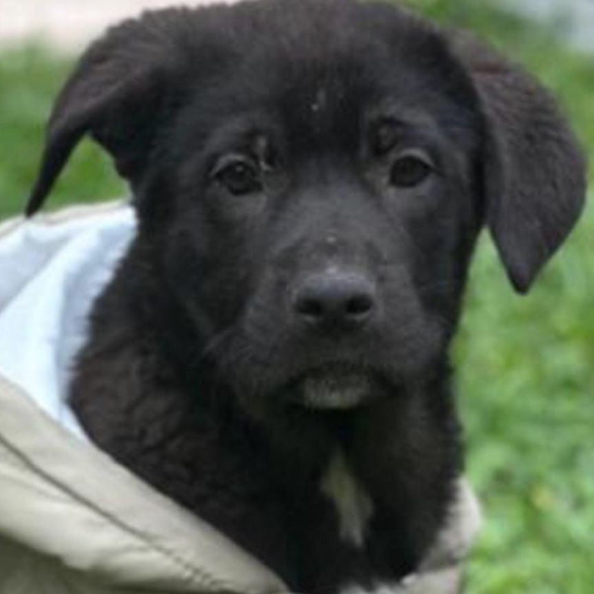 Щенок в добрые руки