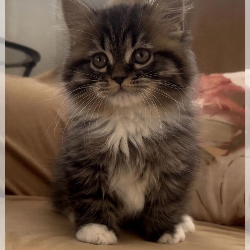 Сибирский котёнок