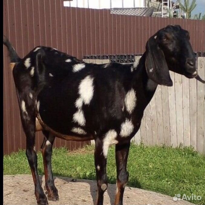 Козы нубийские