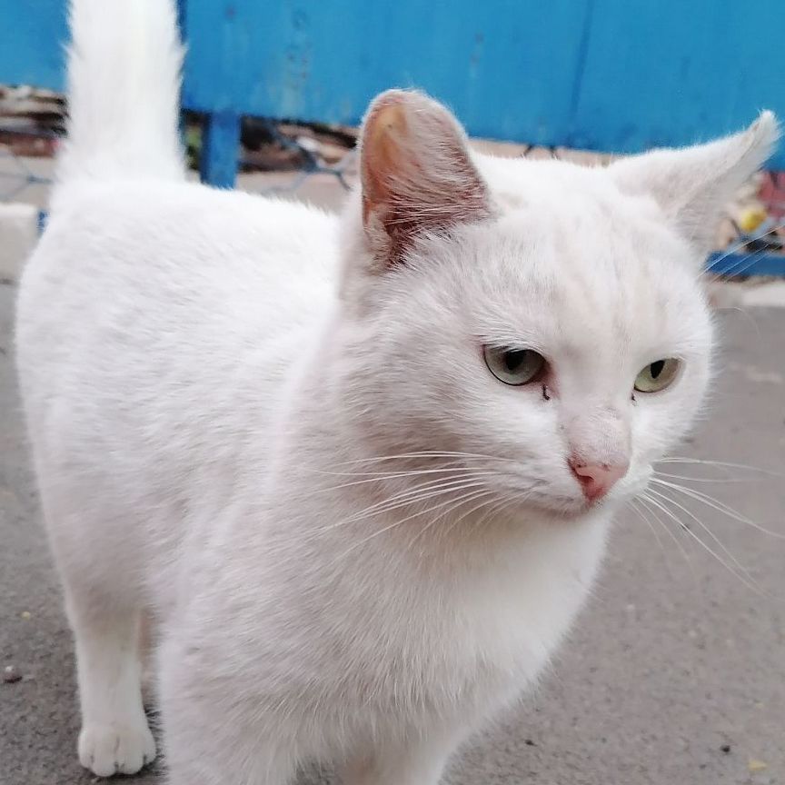Кошка в добрые руки