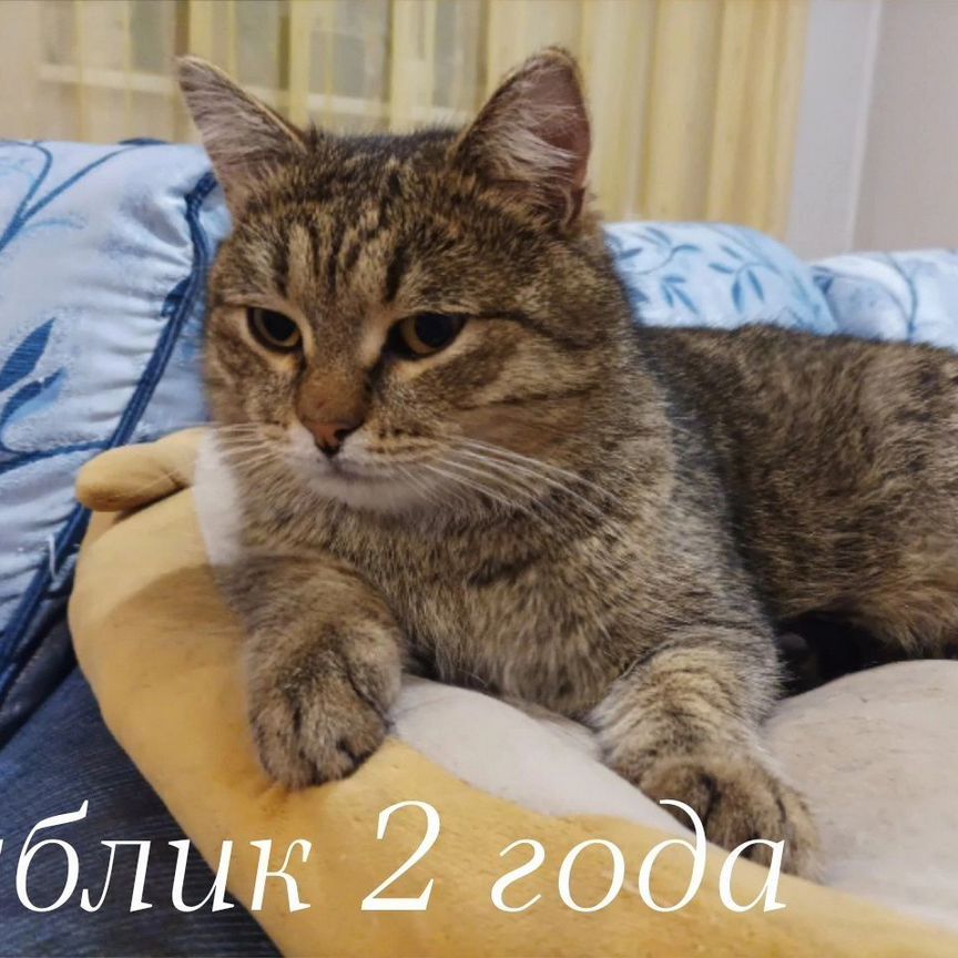 Бублик