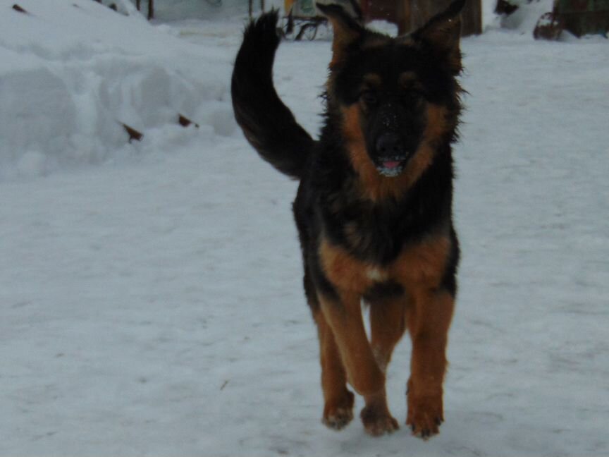 Девчата - метисы Немецкой овчарки