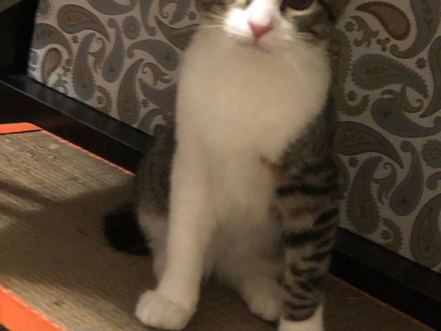 Кот смесь бобтейла