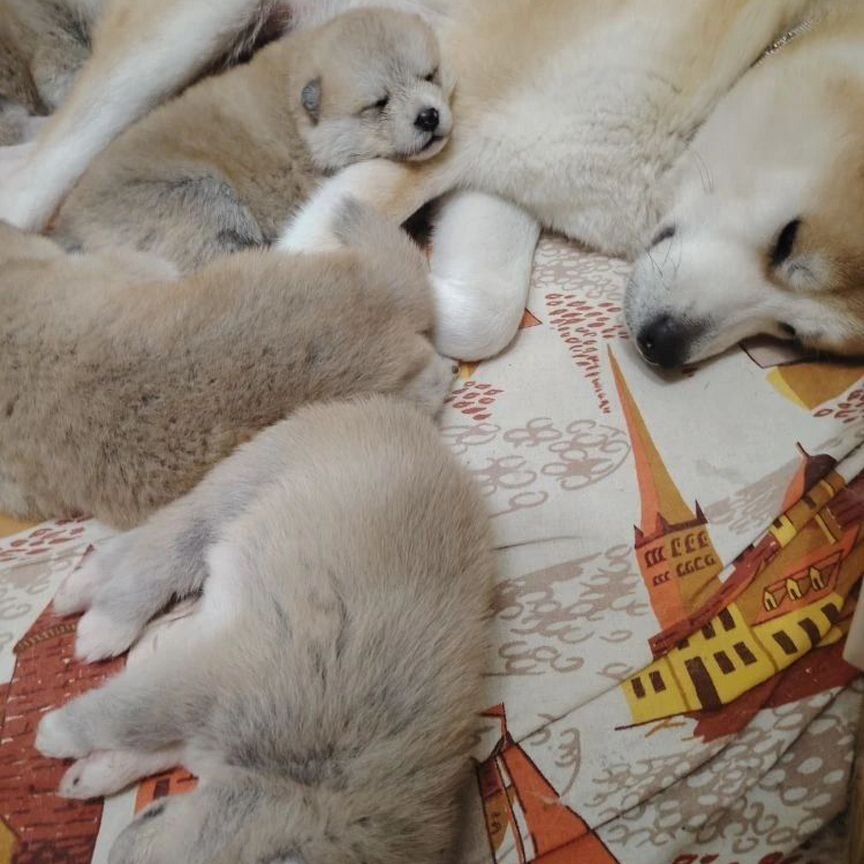 Акита-ину, щенок