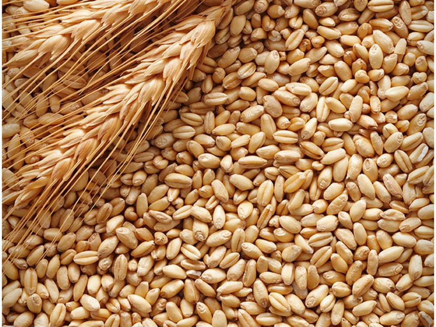 Пшеница