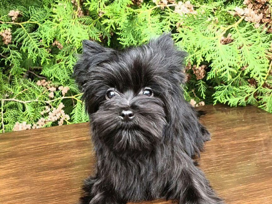 Собака пропала