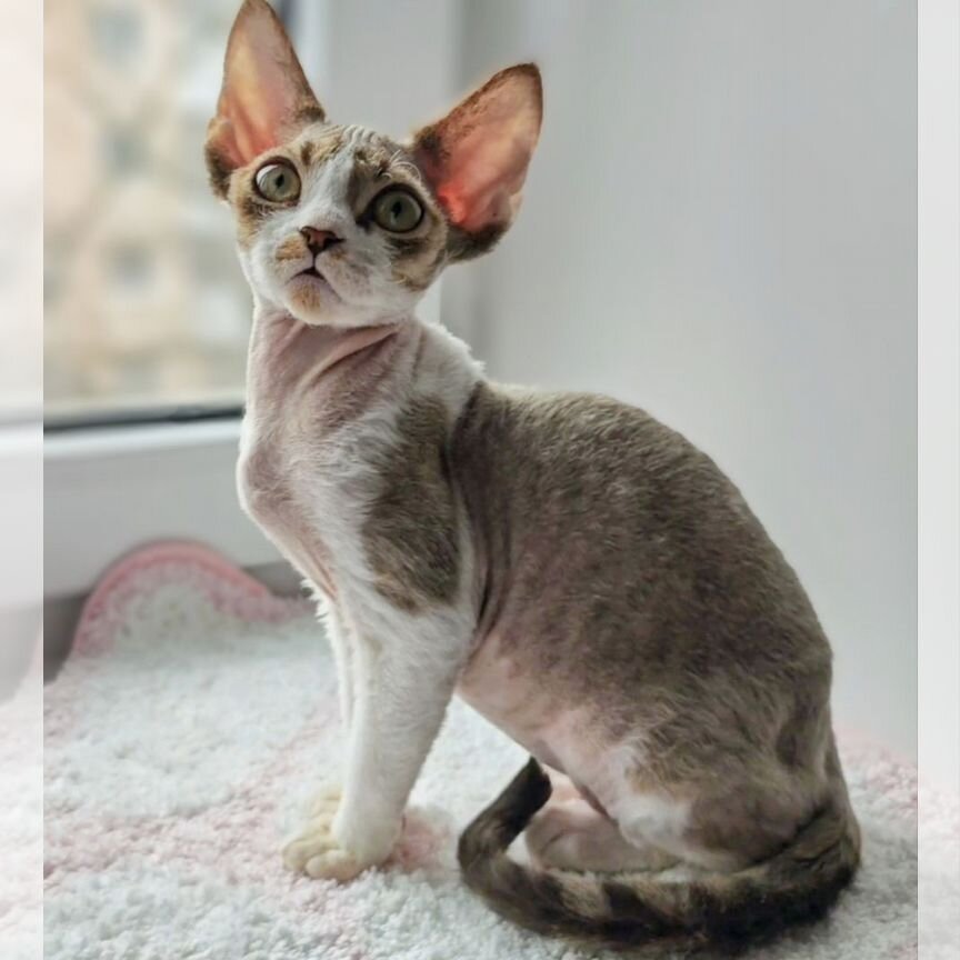 Девон-рекс котёнок