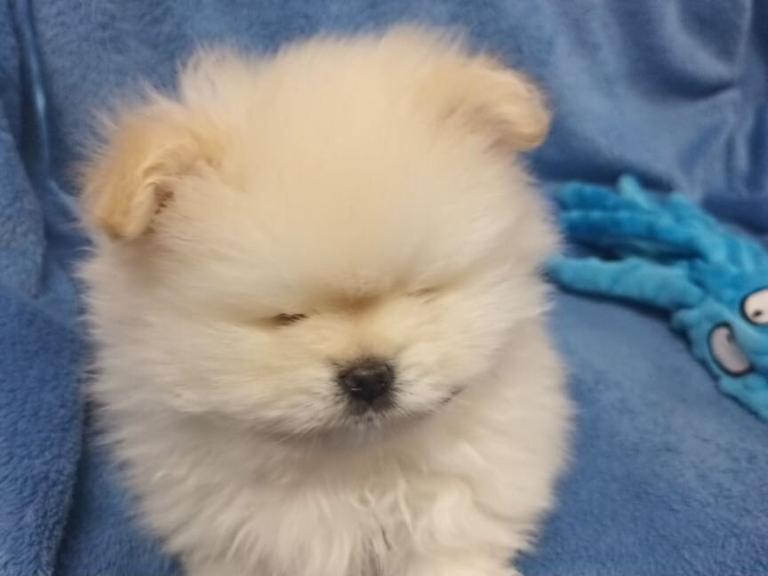 Померанский шпиц в добрые руки