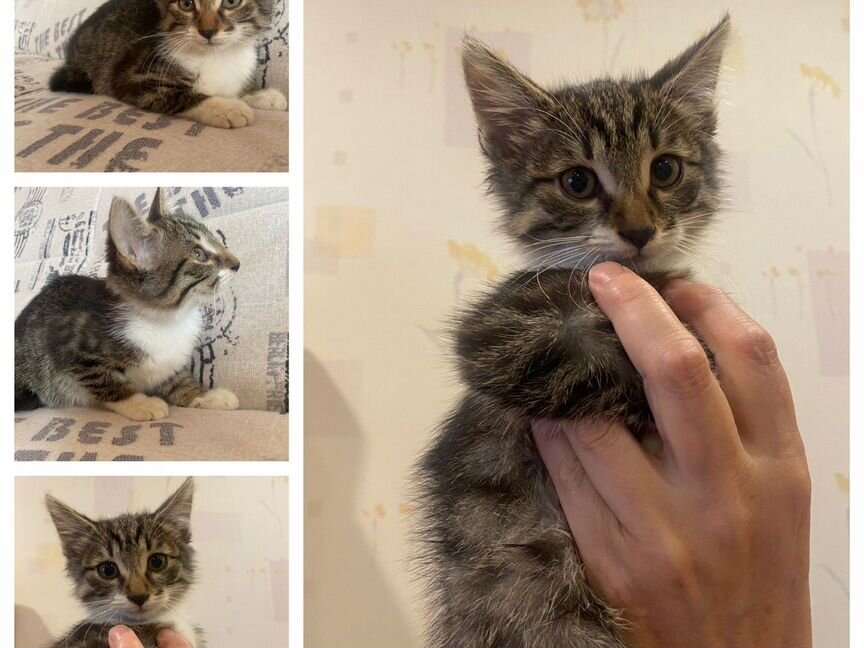 Котенок в добрые руки