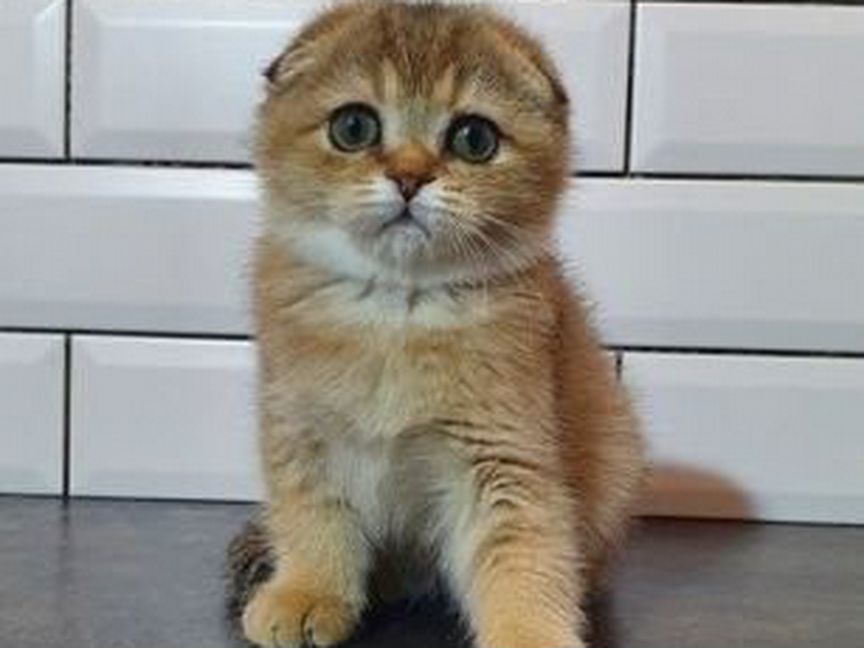 Шотландские котята золотого окраса