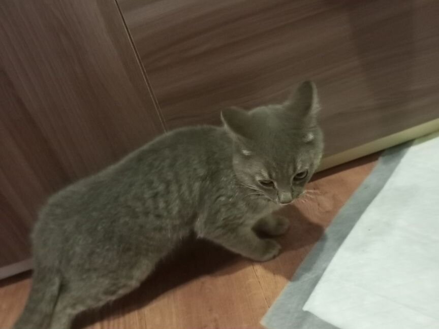 Кот